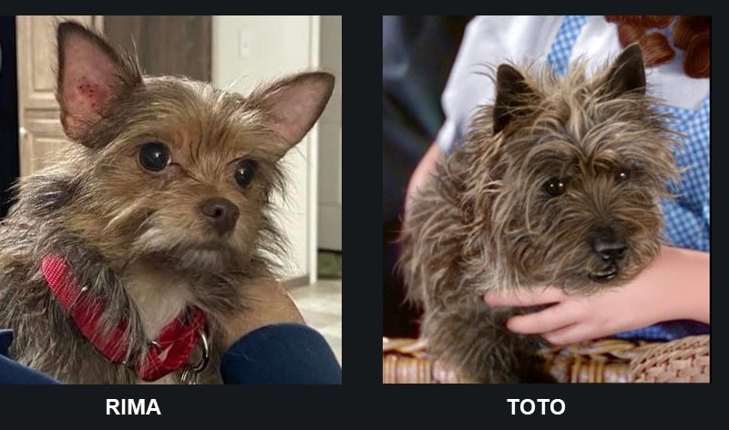 Hodel Investigations Adds New Partner to Detective Agency: Rima, a ...